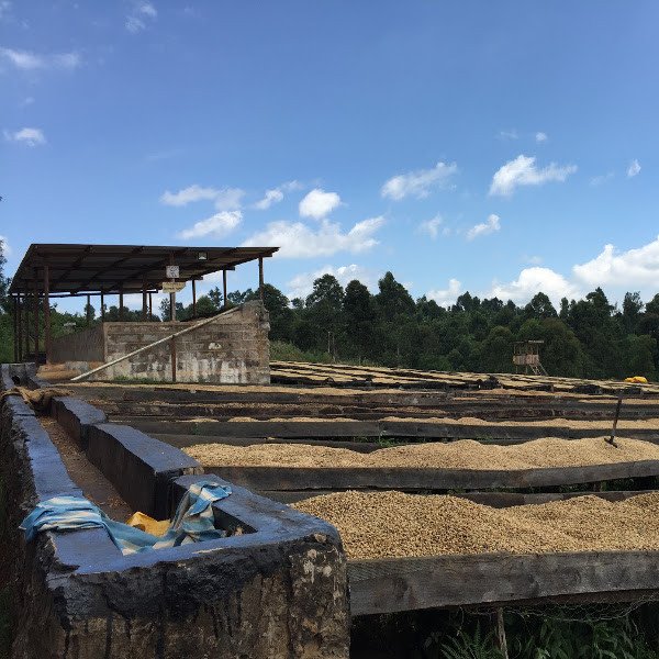 Discover Drop Coffee's Kenya Kamwangi PB | in our December '16 box