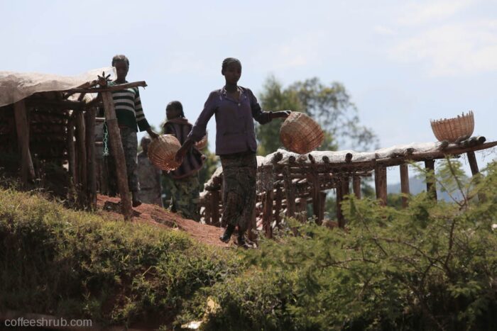 Placid Roasters: Ethiopia, Dumerso - An African fruit bomb served in a tube